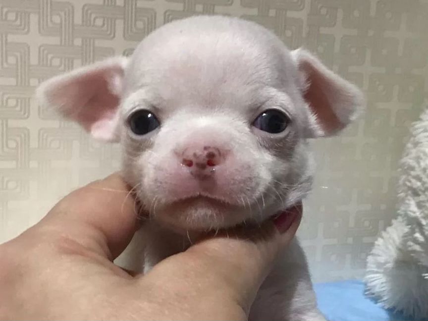 Чихуахуа мини и микро РКФ