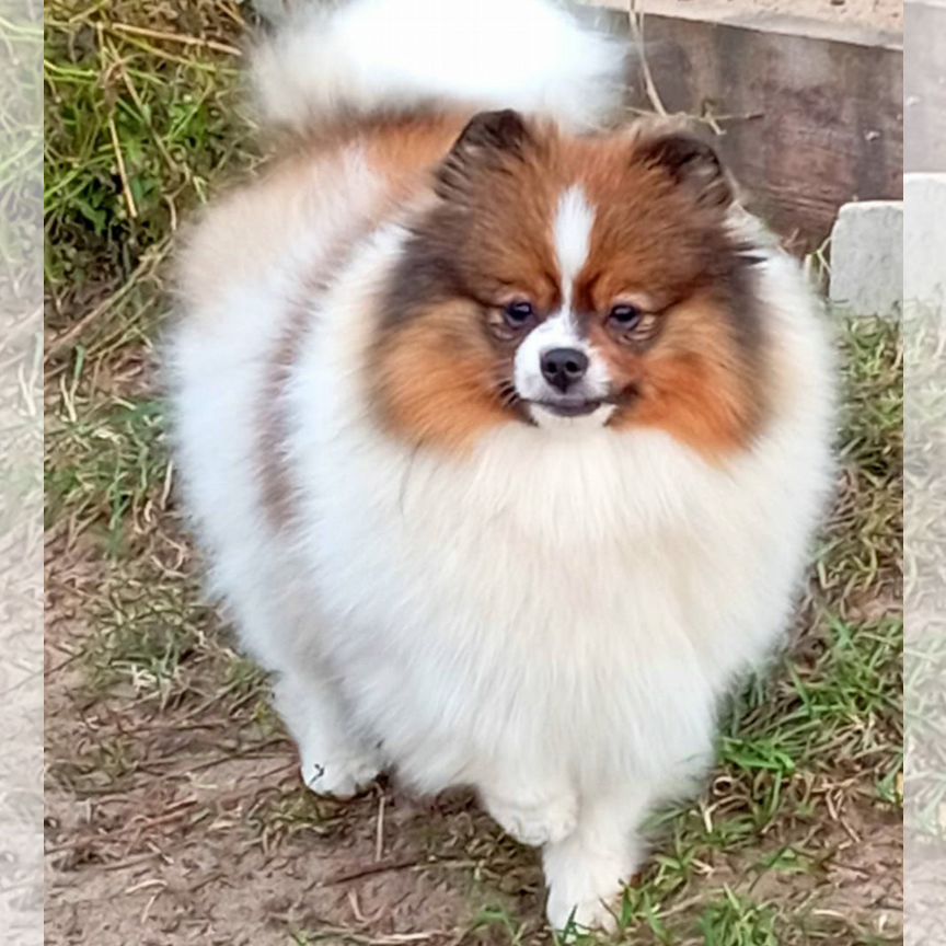 Щенки шпица