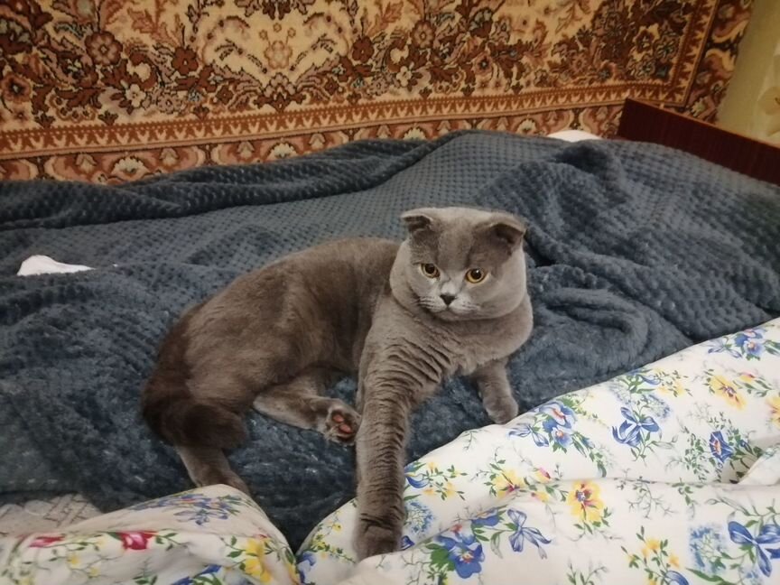 Котик на вязку