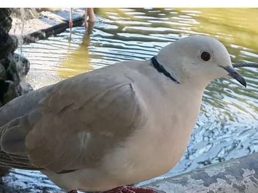 Горлицы смеющиеся