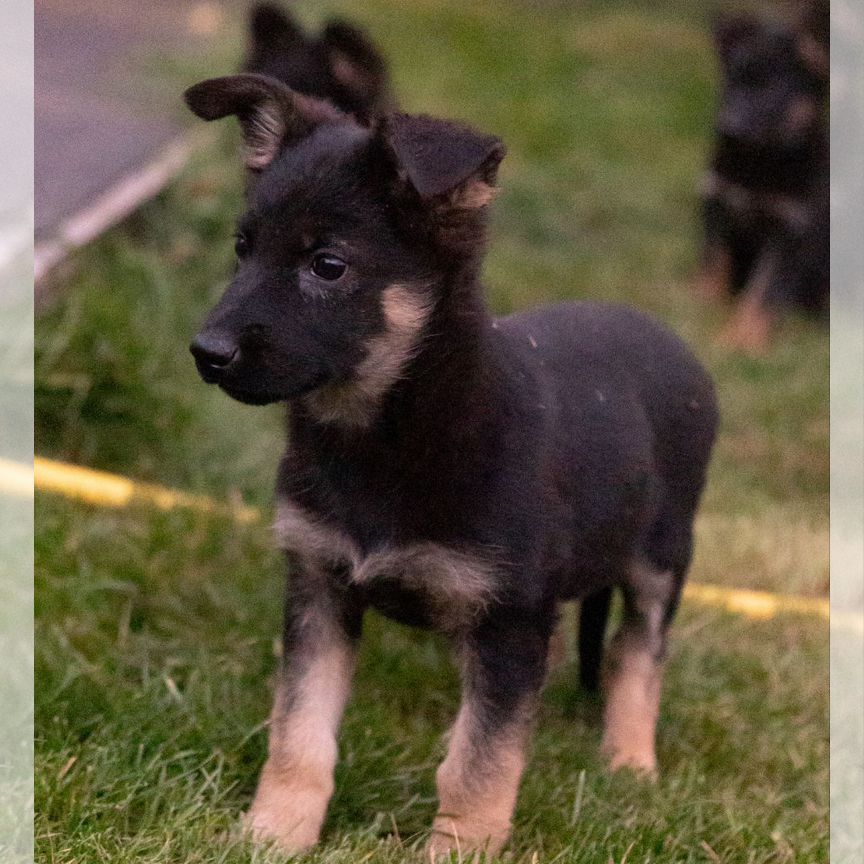 Щенки немецкой овчарких