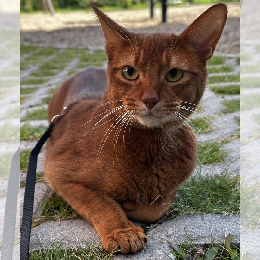 Абиссинский кот