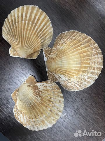 Ракушка морского гребешка купить в Москве | Хобби и отдых | Авито