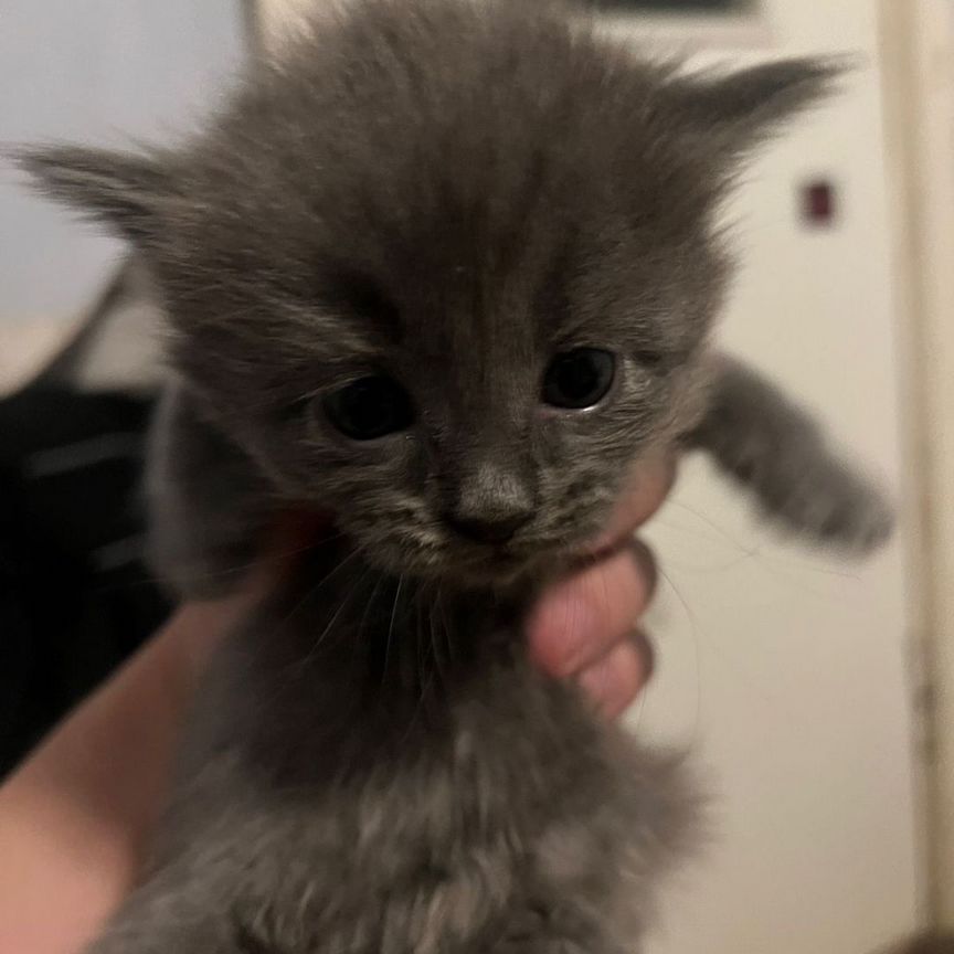 Котята
