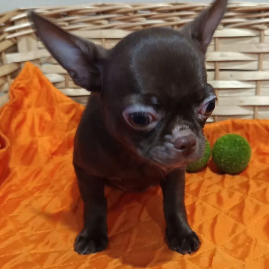 Чихуахуа, щенок