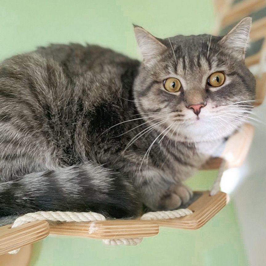 Взрослая кошка в добрые руки