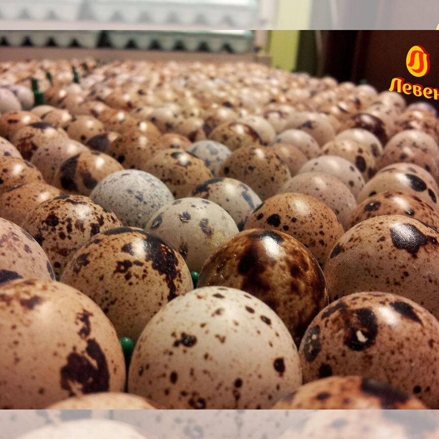 Инкубационное яйцо перепелов, высокое качество от кфх