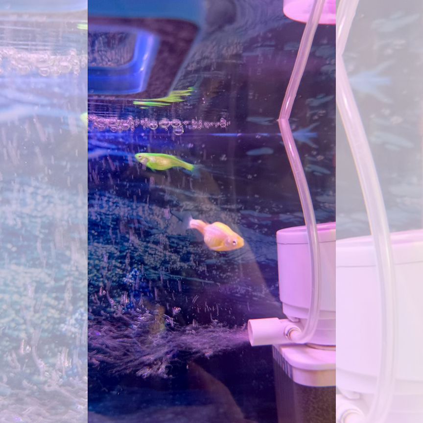 Аквариумные рыбки