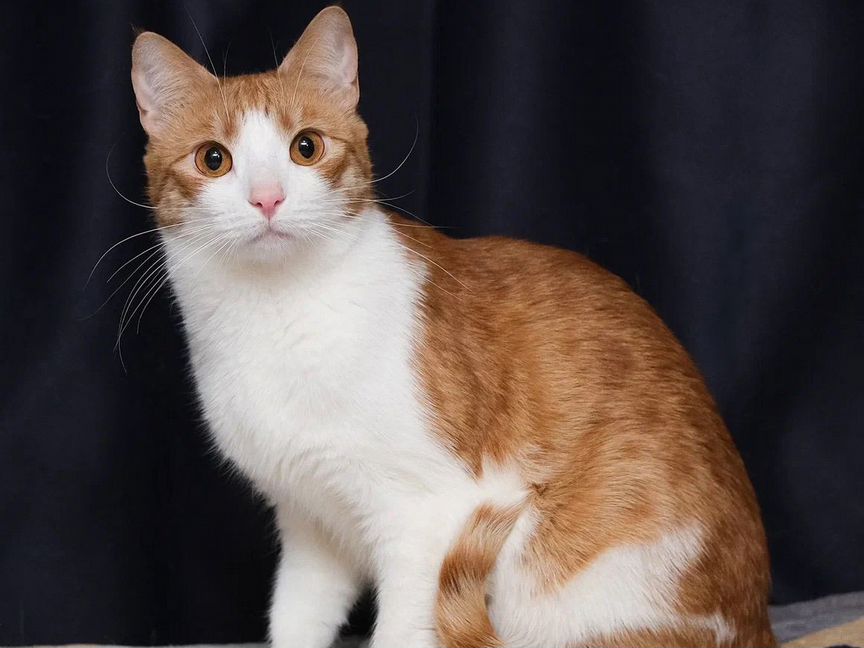 Котик Армани у которого не было детства