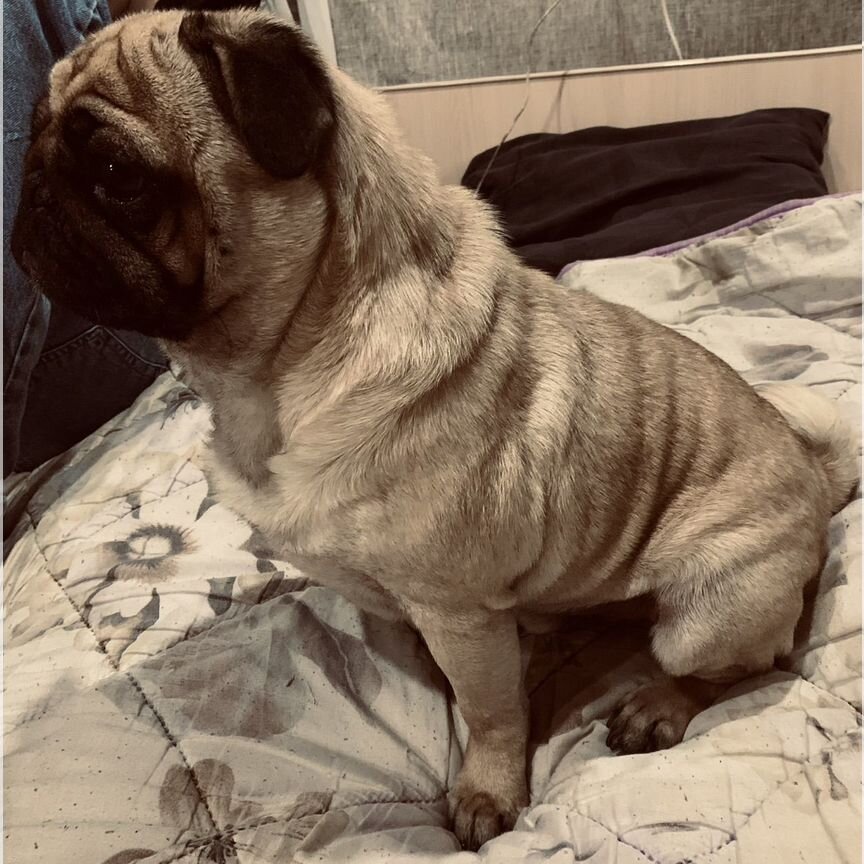 Мопс, взрослый пёс