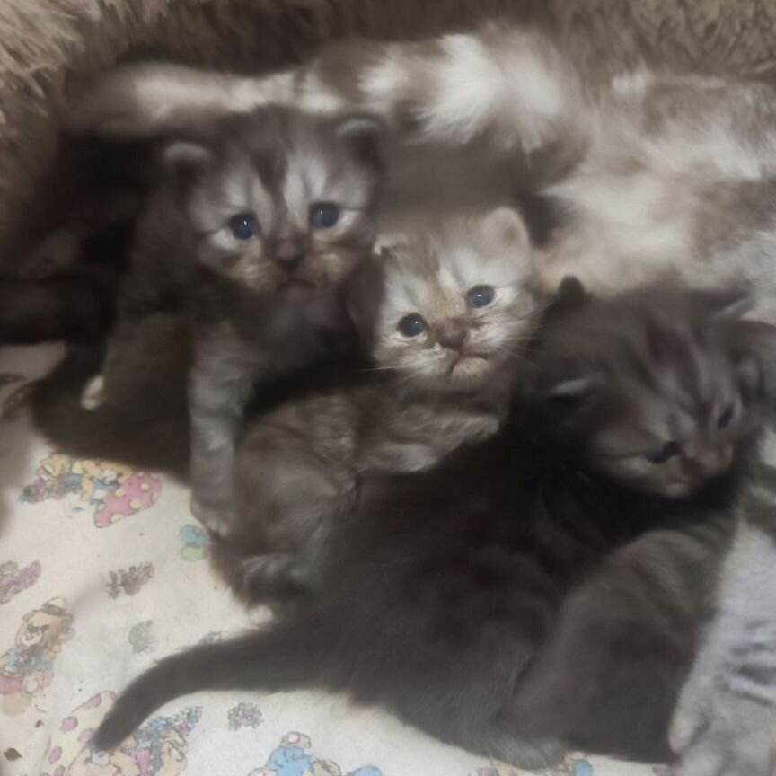 Шотландские котята