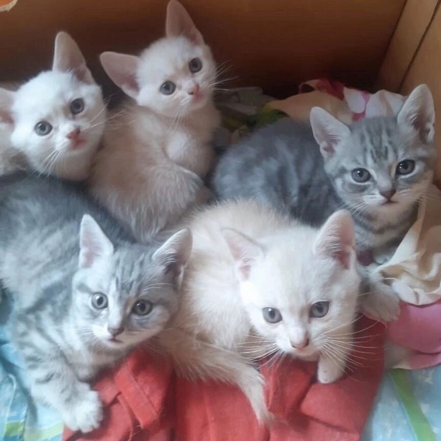 Котята в добрые руки