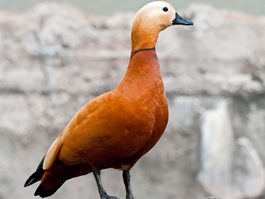 Огарь самец