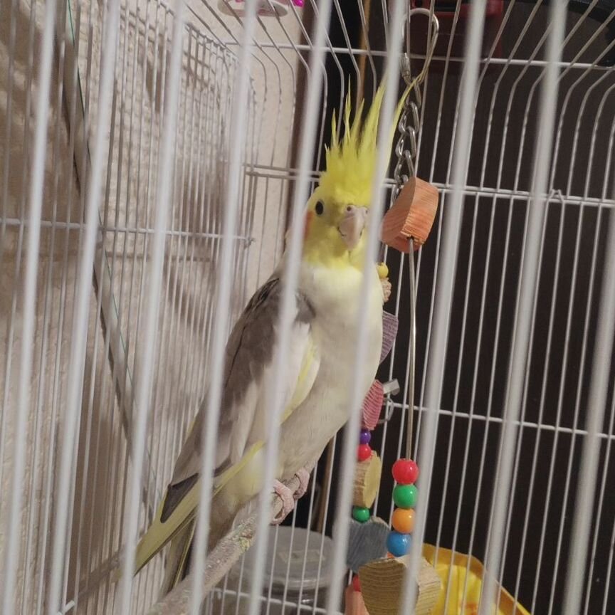 Попугай корелла с клеткой