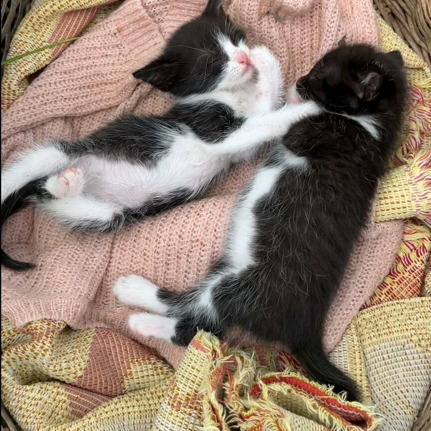 Котята в хорошие руки