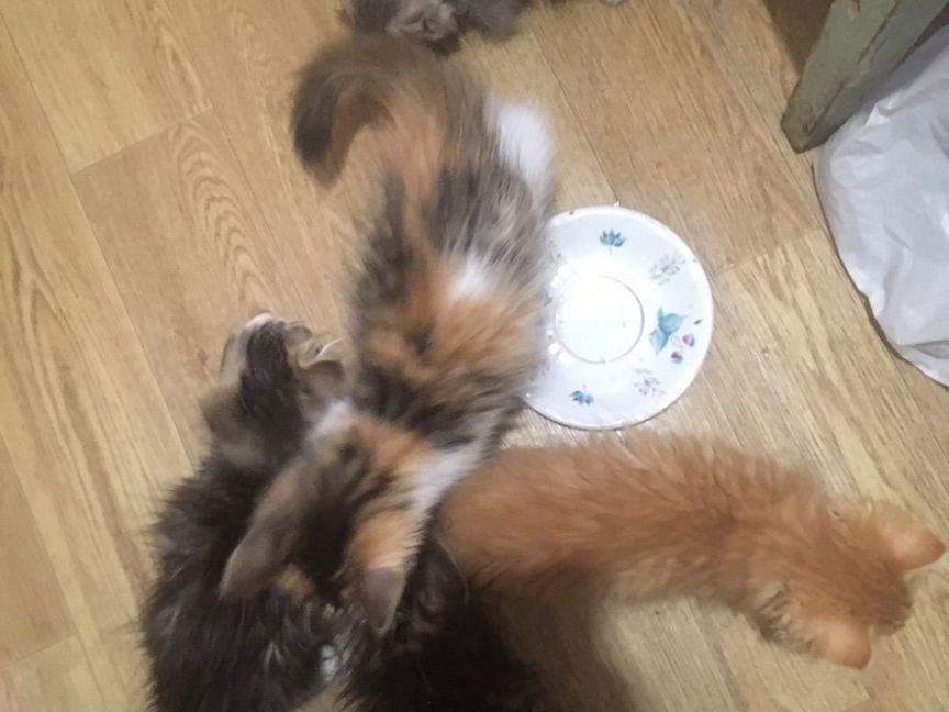 Спасите котят