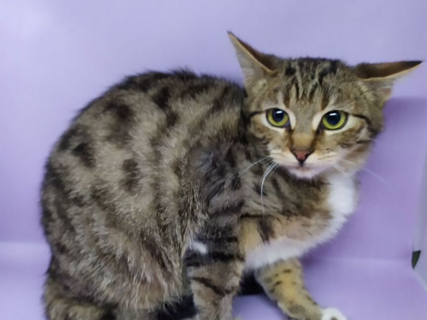 Котёнок в хорошие руки