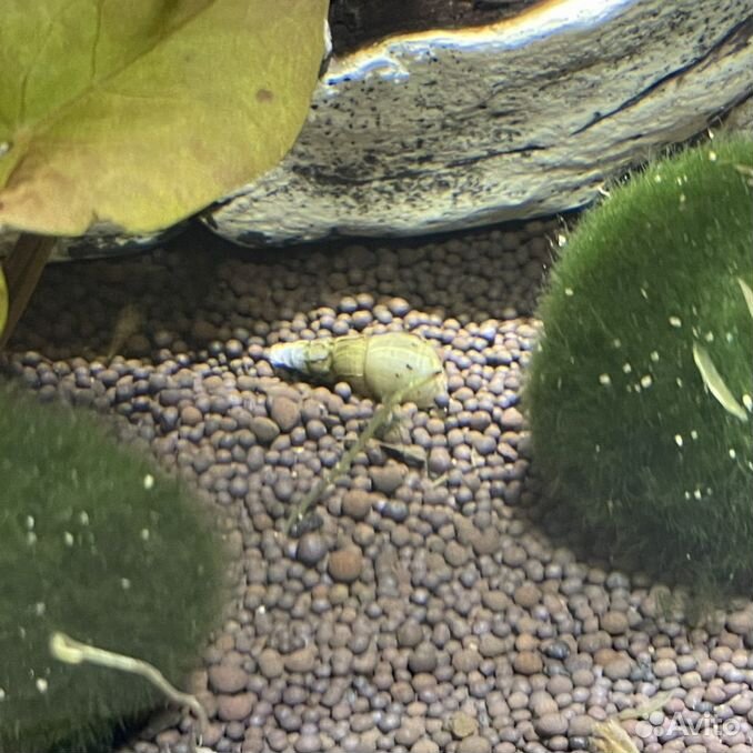 Улитки мелании, мальки гуппи "Черный монах"