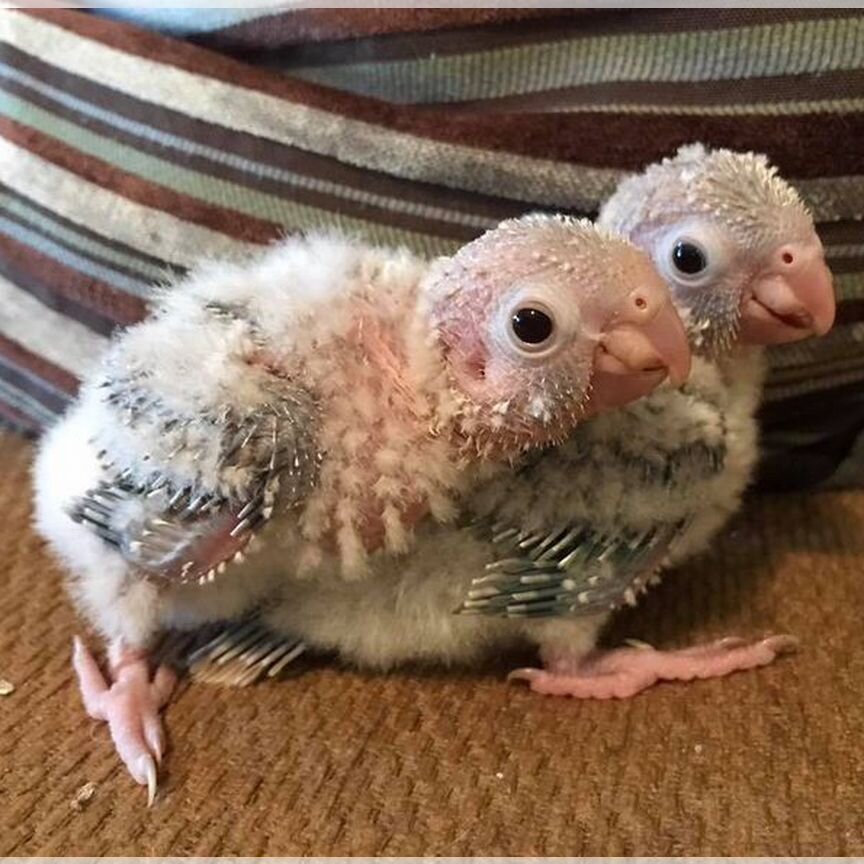 Попугай пиррура выкормыш ручной