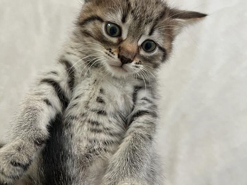 Кошки в добрые руки бесплатно