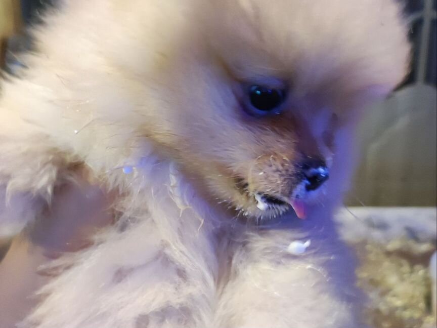 Померанский шпиц мини щенок