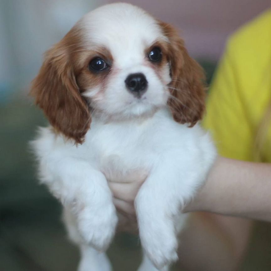 Кавалер кинг чарльз спаниель мини