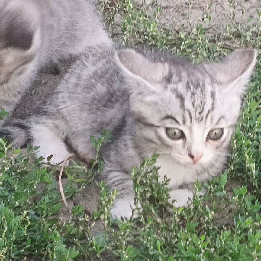 Котята
