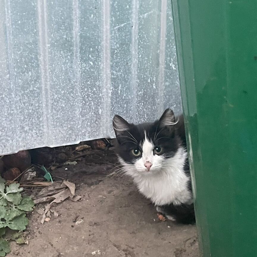 Отдам милых котят в добрые руки. Скоро холода