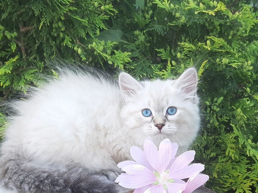 Котята невские маскарадные