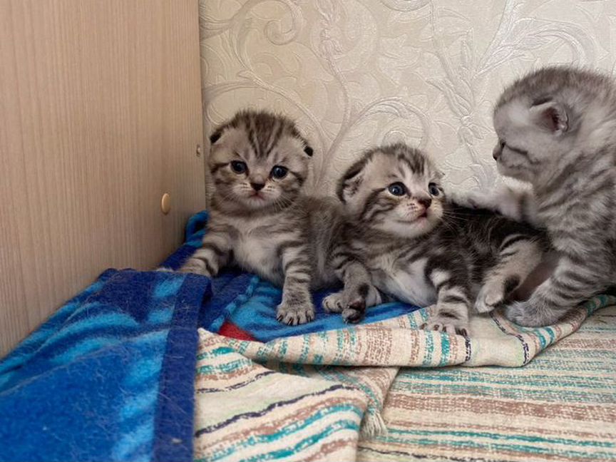 Шотландские котята