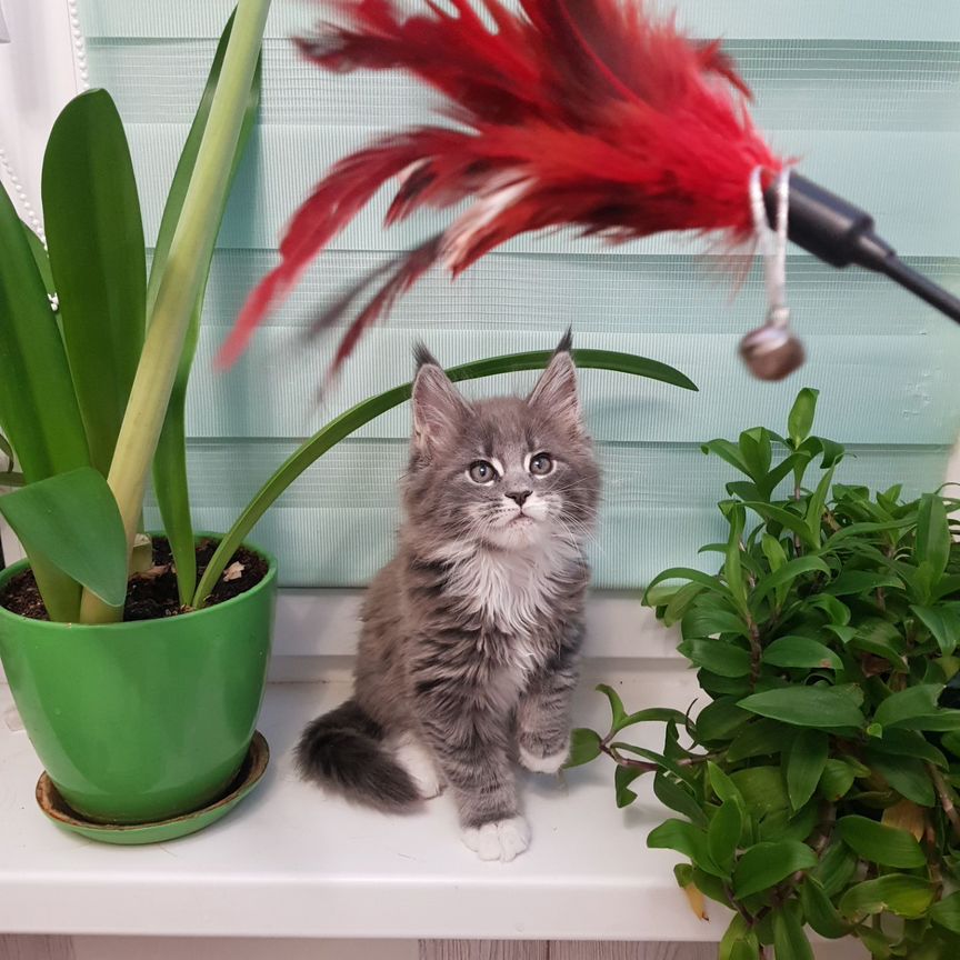 Котята мейкун