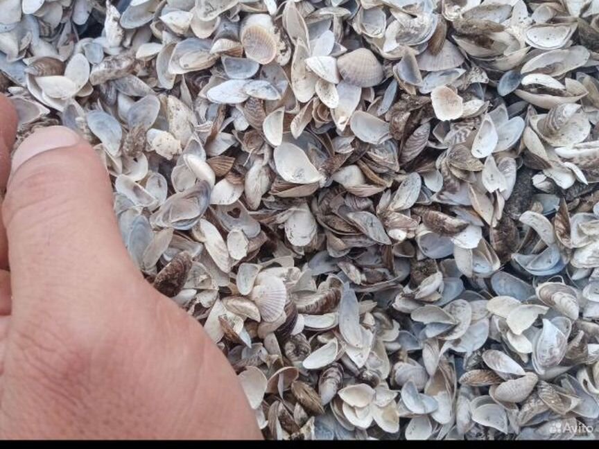 Кормовая ракушка