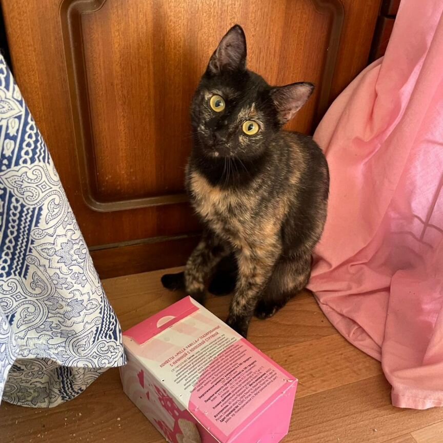 Кошечка в приюте 7.5 мес