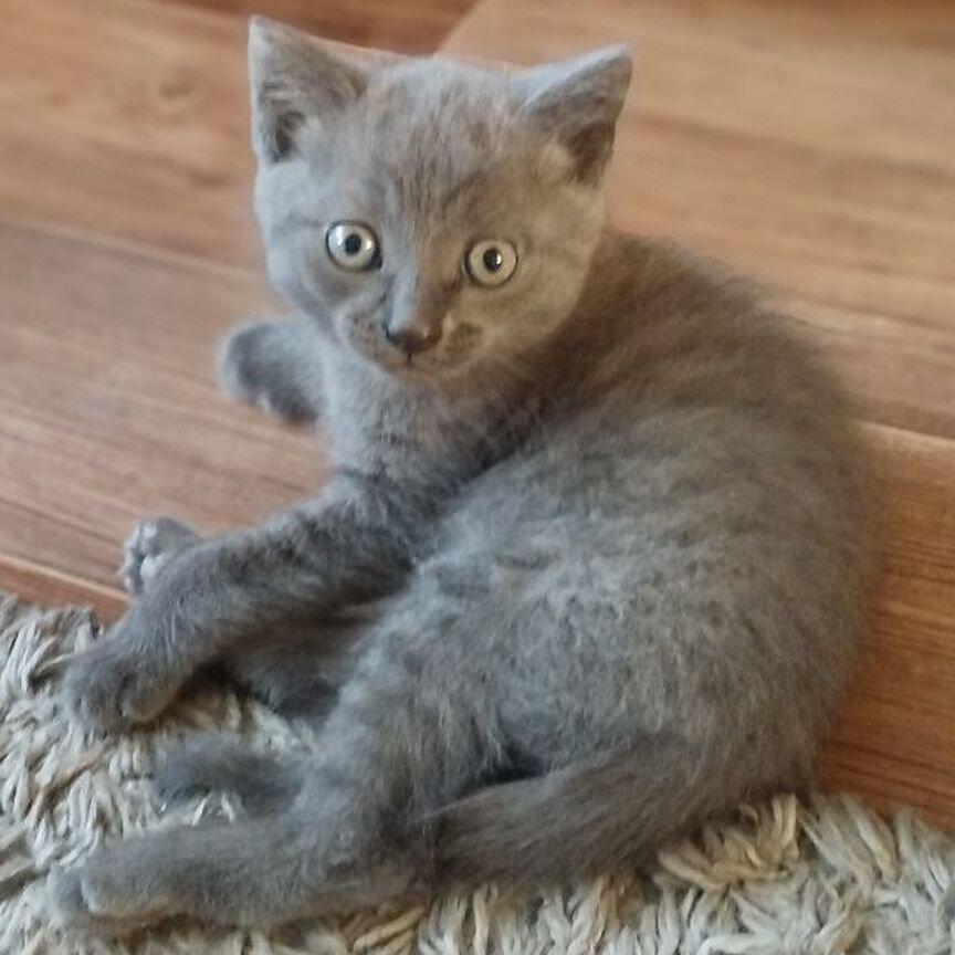 Котята шотландцы прямоухие