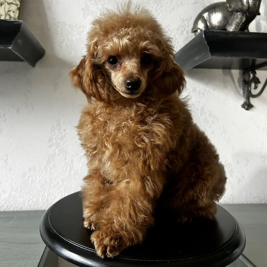 Той-пудель, щенок