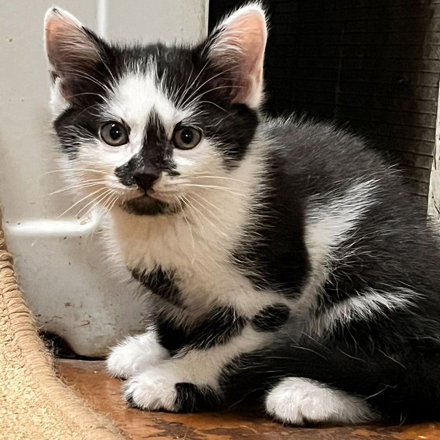 Котятки в добрые руки мальчики