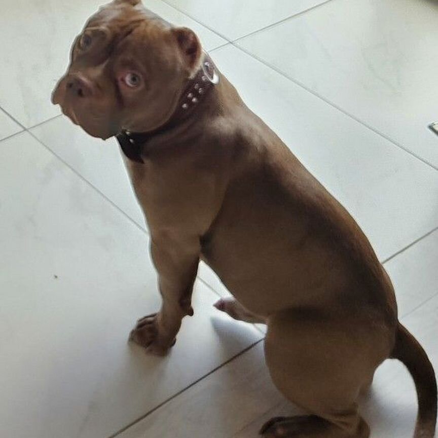 Амбулли покет