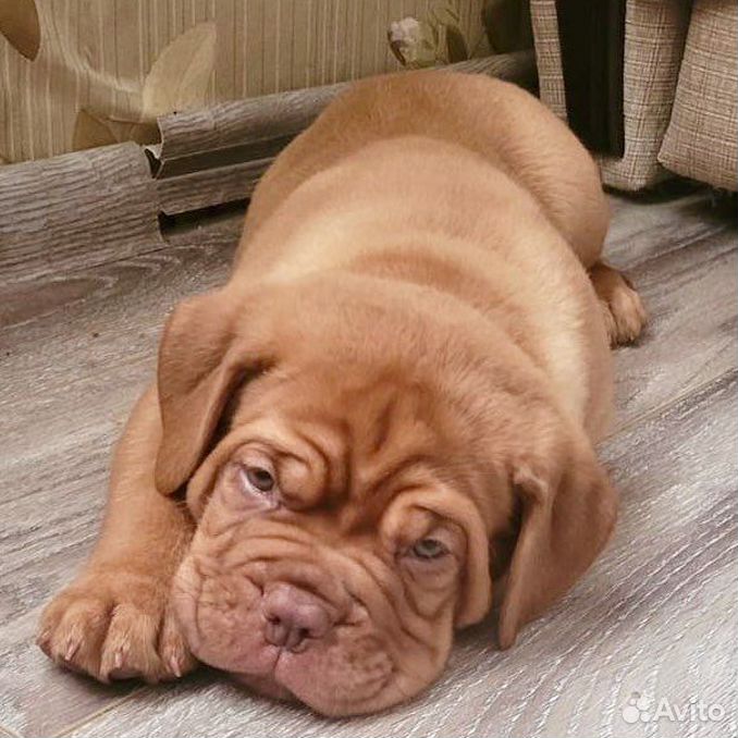 Бордоский дог