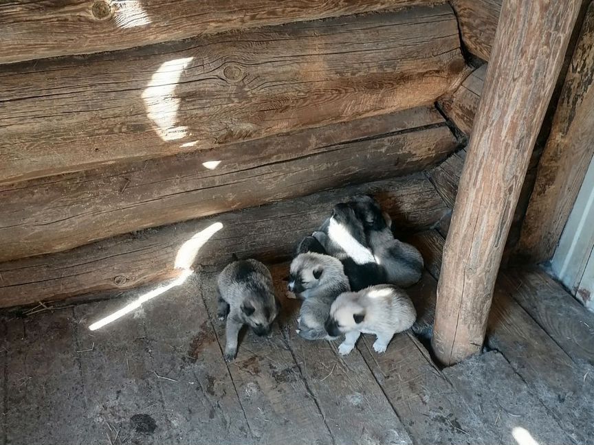 Собаки щенки