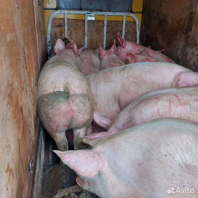 Свиньи живым весом