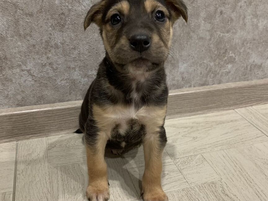 Собака в добрые руки отдам бесплатно