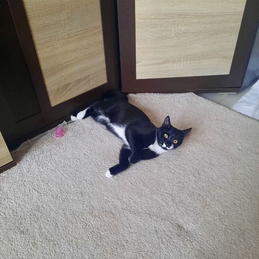 Котенок ищет семью