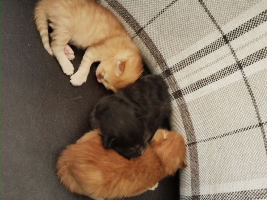 Абсолютное чудо Самые солнечные по погоде