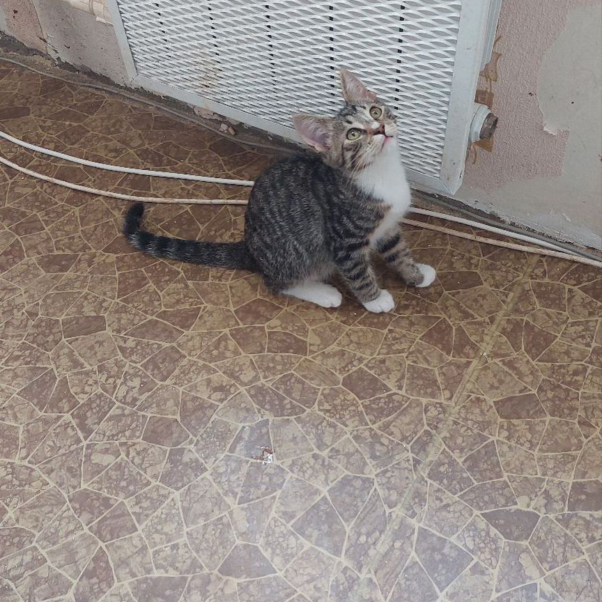 Котенок самоочарование Мальчик Бесплатно