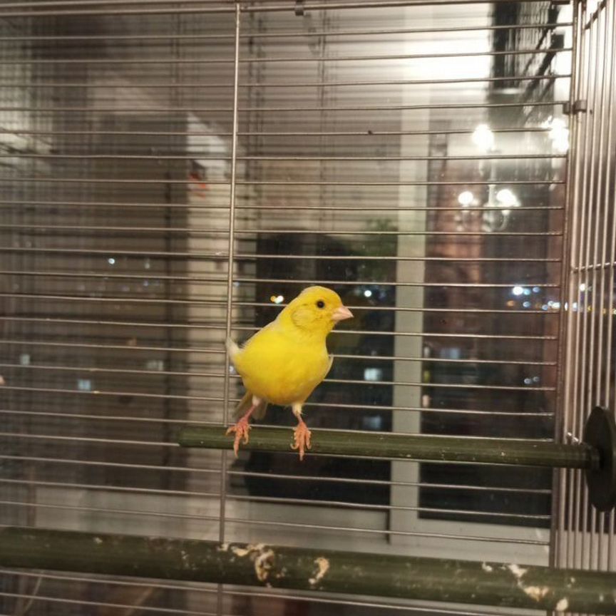 Канарейки пара