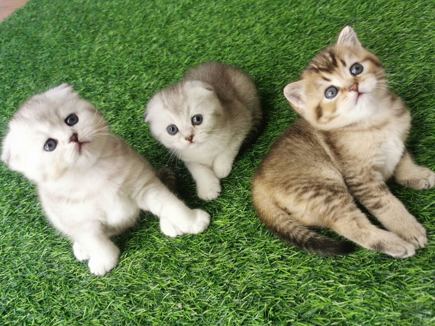 Шотландские вислоухие котята