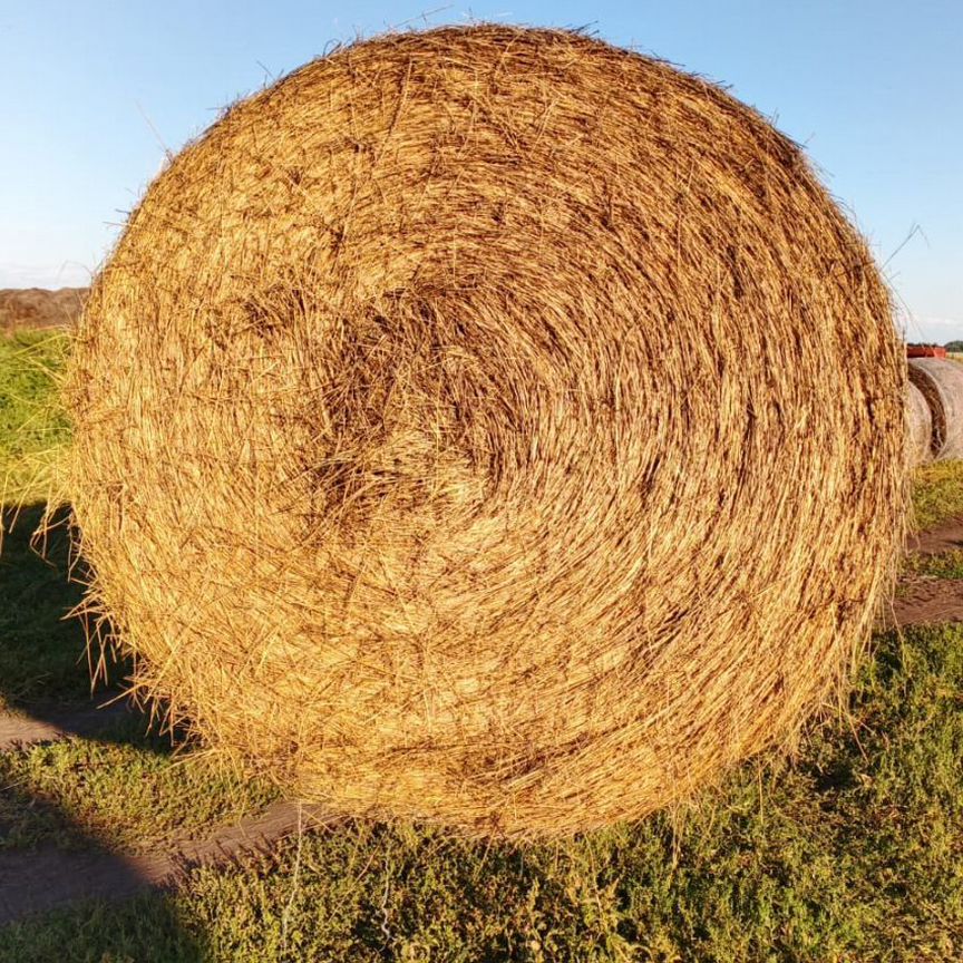 Сено