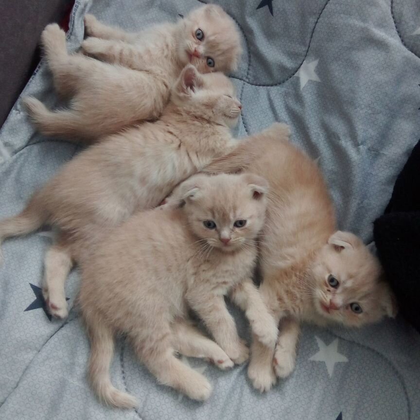 Шотландский вислоухий короткошёрстный котёнок