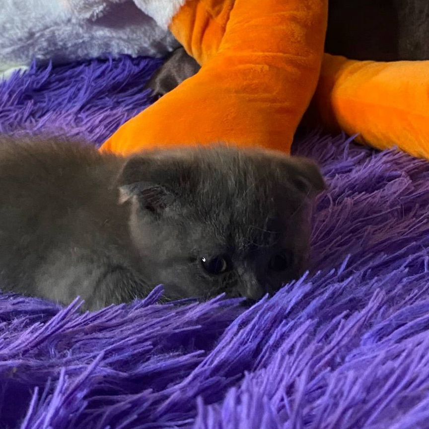 Шотландские вислоухие котята