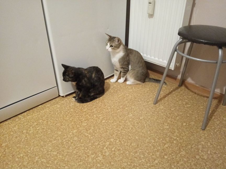 Кошки в добрые руки бесплатно